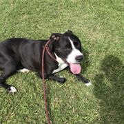 BREVARD COUNTY ANIMAL SERVICES AND ENFORCEMENT - 24 Photos - 1515 Sarno ...