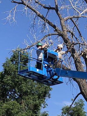 KING TREE SERVICE - Updated August 2024 - 33 Photos & 22 Reviews - 4795 ...