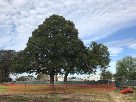 LEWIS TREE SERVICE - Updated September 2025 - 78 Photos & 61 Reviews ...