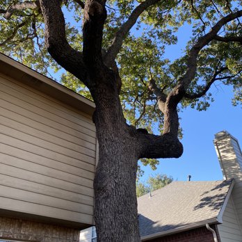 GOLDEN TREE MAINTENANCE - Updated June 2024 - 38 Photos & 47 Reviews ...