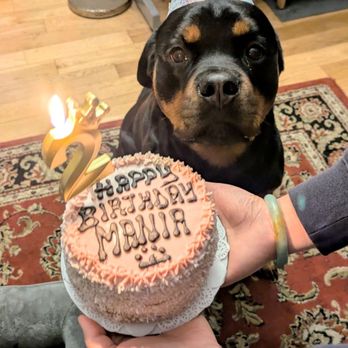 LE MARCEL BAKERY FOR DOGS - Updated January 2026 - 278 Photos & 170 ...