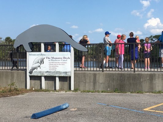 MANATEE OBSERVATION DECK - 46 Photos & 10 Reviews - Titusville, FL - Yelp