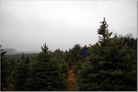 RENICK’S TREE FARM - Updated October 2025 - 721 W Sunbury Rd, West ...