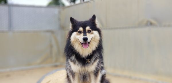 DOGPILE DOGS - Updated January 2026 - 285 Photos & 153 Reviews - 1338 ...