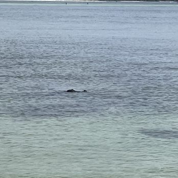 SHELL ISLAND SHUTTLE - Updated August 2025 - 32 Photos & 43 Reviews ...