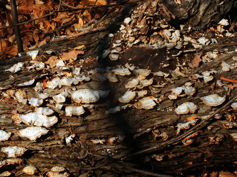 FORT WASHINGTON MARINA - PISCATAWAY PARK - Updated December 2025 - 11 ...