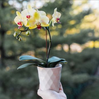 CYMNOW FLOWERS - Updated February 2025 - 156 Photos & 37 Reviews - 6757 ...