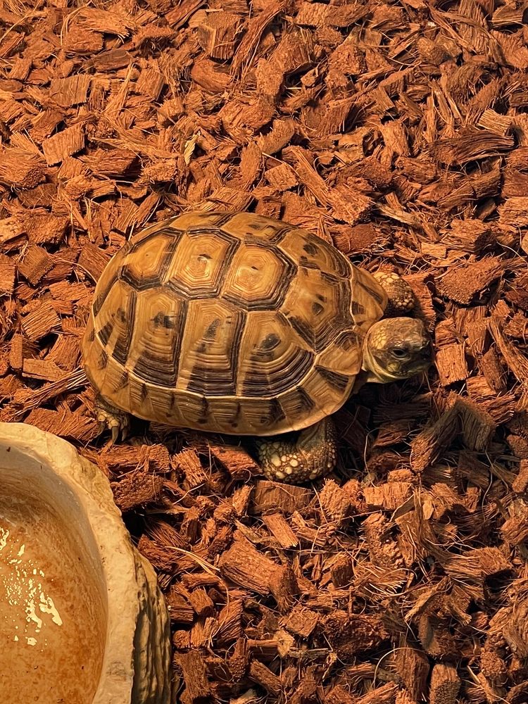 HERPS EXOTIC REPTILE AND PET SHOP - Updated December 2025 - 26 Photos ...