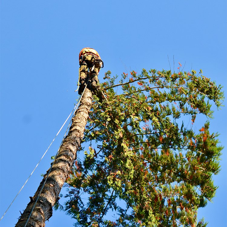 ALTITUDE FOREST MANAGEMENT - Updated May 2026 - Request a Quote - 14 ...