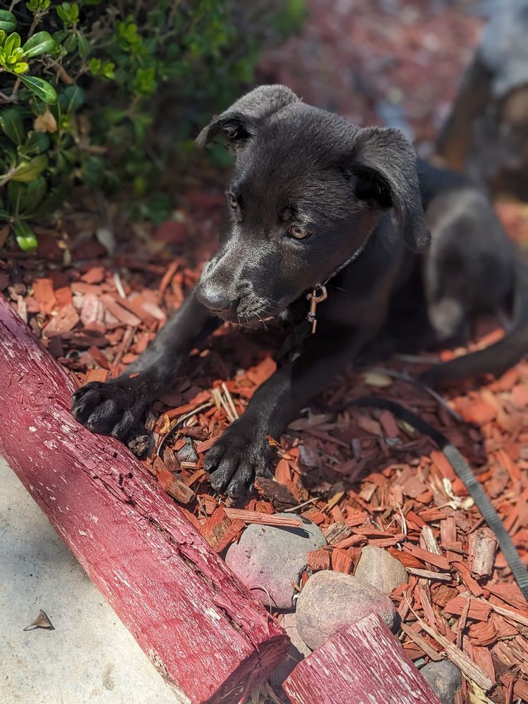 CORONA ANIMAL SHELTER - Updated December 2025 - 50 Photos & 71 Reviews ...