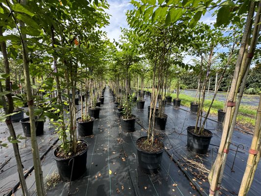 FLOWING WELL TREE FARM - Updated December 2025 - 25 Photos - 1134 N US ...