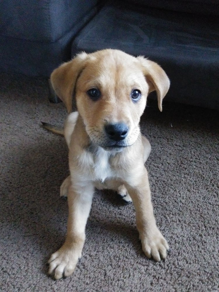 JACKSON COUNTY ANIMAL CARE & CONTROL - Updated December 2025 - 5595 S ...