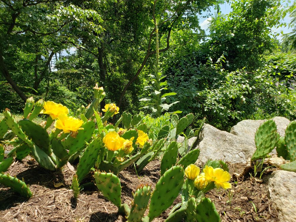 PAPA FRESH LANDSCAPE - Updated January 2025 - West Chester ...