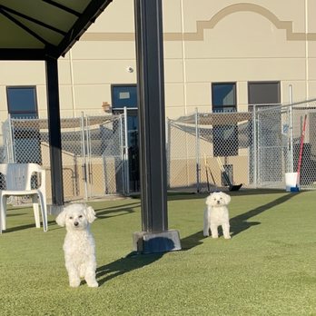 PAWSITIVELY HEAVEN PET RESORT - Updated April 2025 - 61 Photos & 123 ...