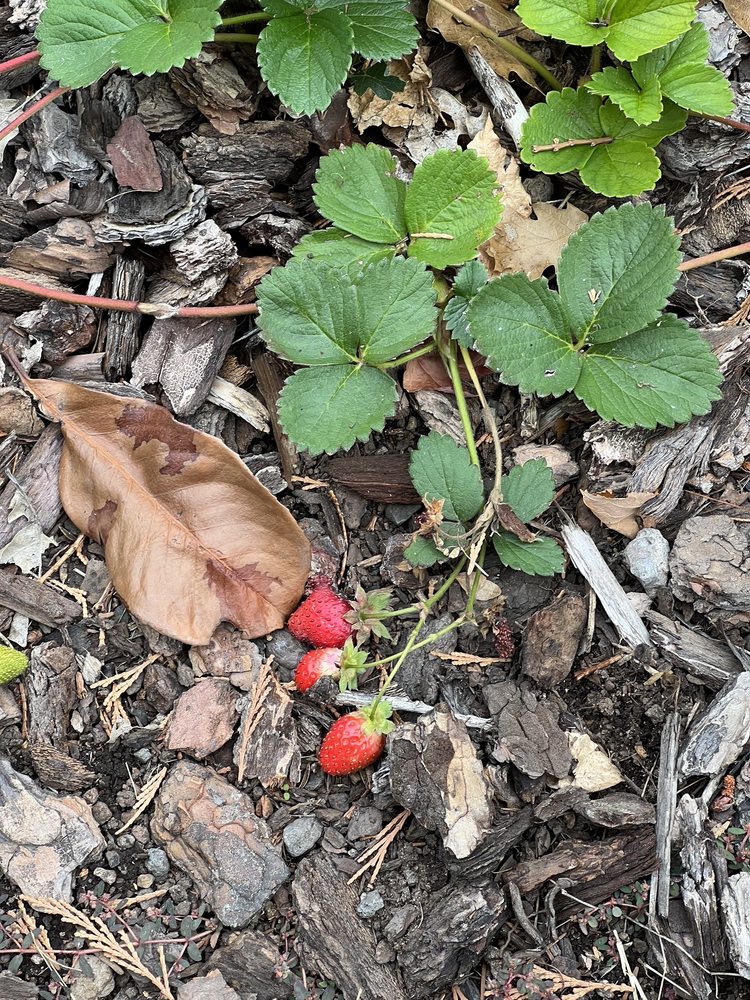 STRAWBERRY VALLEY INN - Updated December 2025 - 86 Photos & 157 Reviews ...