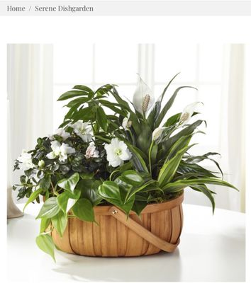 RUTH’S ROSES - Updated January 2026 - 115 Photos & 274 Reviews ...