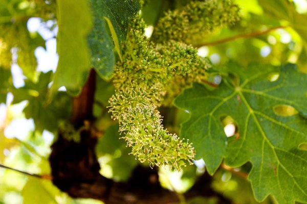 THE WINE FOUNDRY - 74 Photos & 10 Reviews - 45 Enterprise Ct, Napa ...