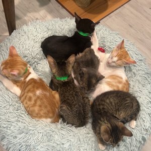 TOE BEANS AND DREAMS ADOPTION CAFE - 126 Photos & 27 Reviews - 98-199 ...