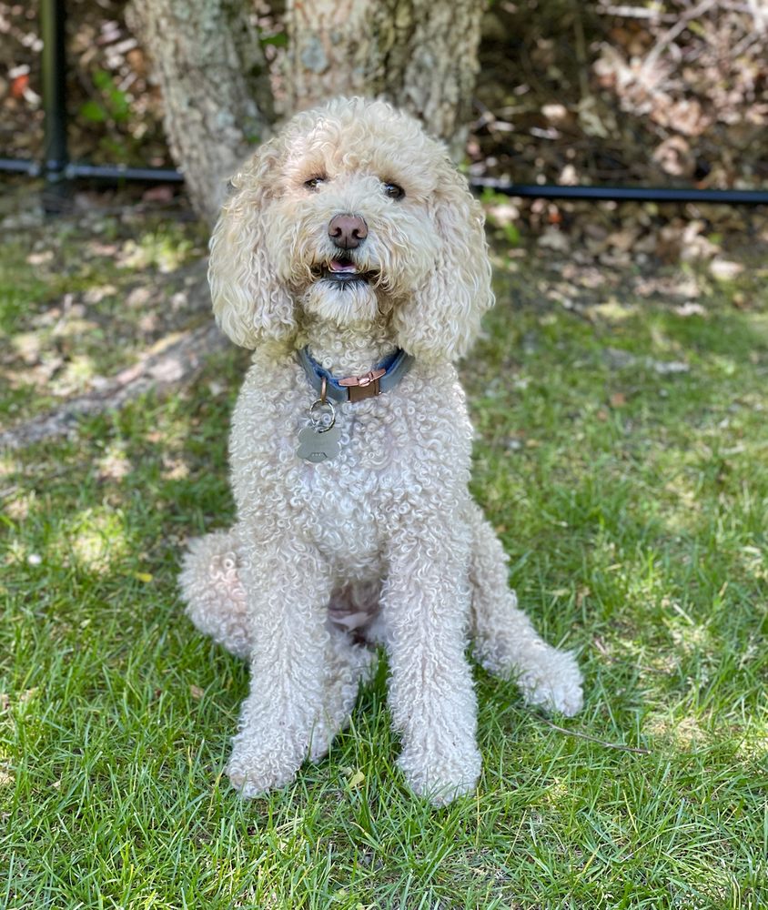 MORNINGSTAR GOLDENDOODLES - Updated October 2025 - Royalston ...