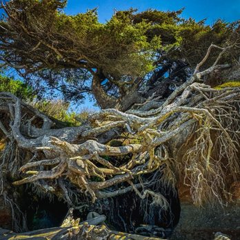 TREE OF LIFE - Updated February 2025 - 63 Photos & 21 Reviews - 101 Old ...