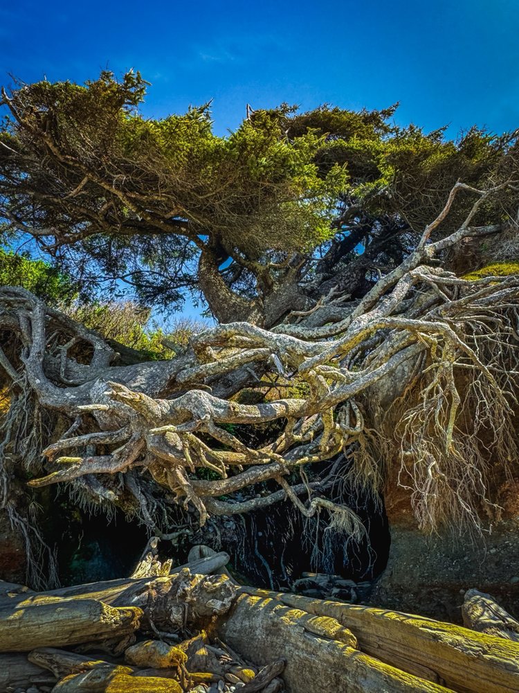 TREE OF LIFE - Updated September 2025 - 69 Photos & 26 Reviews - 101 ...