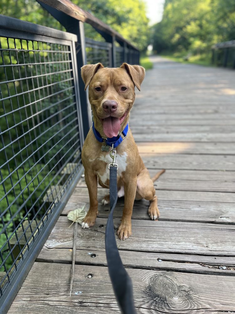 THE DOG RANCH - Updated December 2025 - 21 Photos & 21 Reviews - 75600 ...