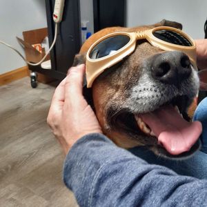 CAPE VETERINARY HOSPITAL - Updated December 2025 - 47 Photos & 41 ...