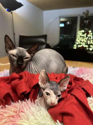 NEEL VETERINARY HOSPITAL - Updated October 2025 - 67 Photos & 260 ...