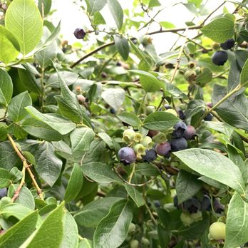 THE BLUEBERRY TREEHOUSE FARM - Updated August 2024 - 167 Photos & 35 ...