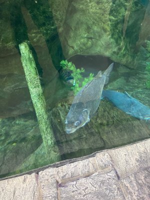 BASS PRO SHOPS - GRAPEVINE - Updated July 2024 - 311 Photos & 190 ...