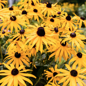 CAPITAL HOME HARDWARE - Updated January 2026 - 736 Bank St, Ottawa ...