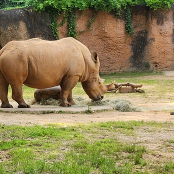 ZOO ATLANTA - 2642 Photos & 634 Reviews - 800 Cherokee Ave SE, Atlanta ...