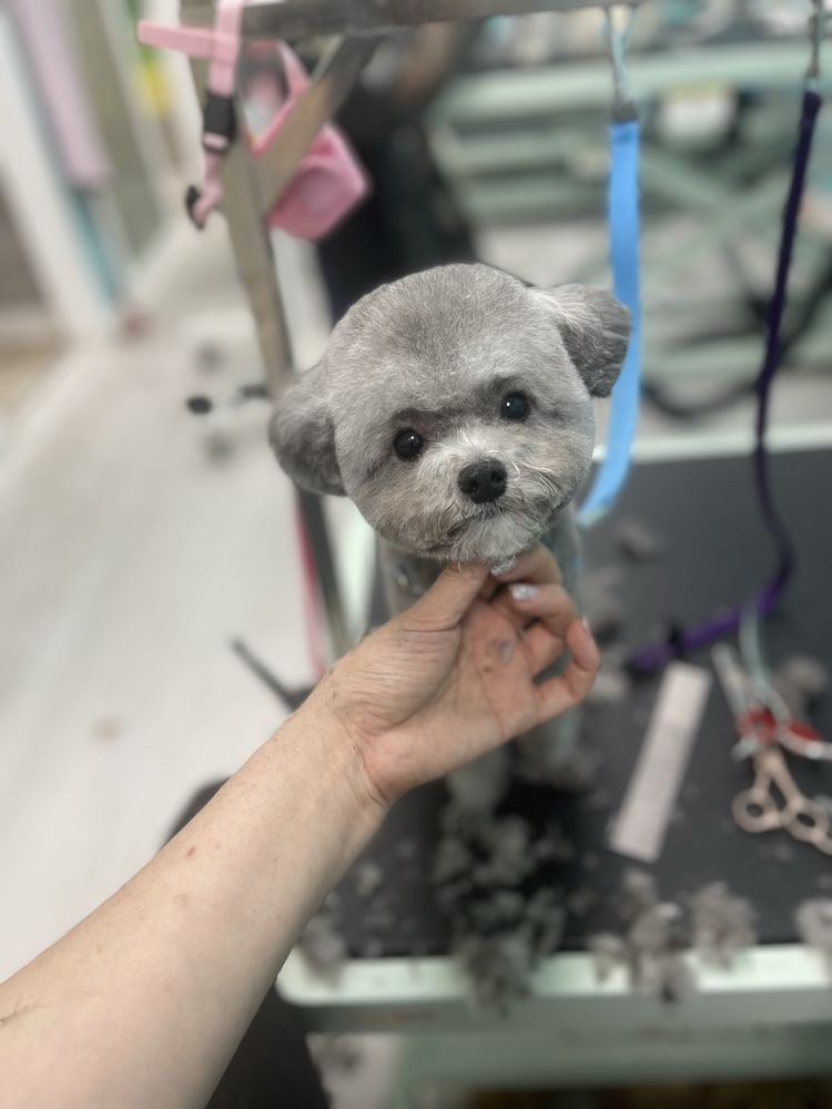 IPET GROOMING & BOARDING - Updated September 2024 - 146 Photos & 48 ...