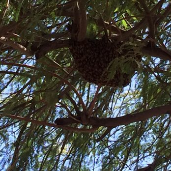 ASAP BEE REMOVAL - Updated February 2025 - 47 Photos & 92 Reviews ...