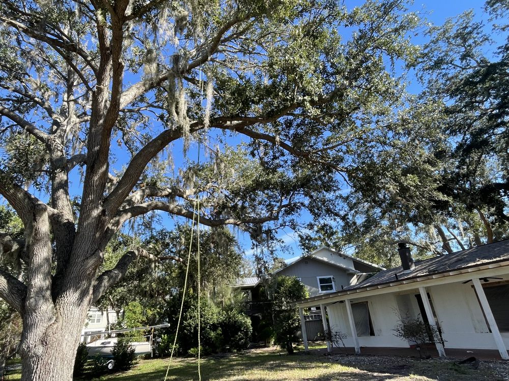 TREE SOLUTIONZ - Updated October 2025 - 45 Photos - Beverly Hills ...