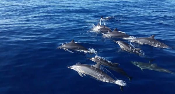 BLUE DOLPHIN CHARTERS - Updated January 2026 - 1866 Photos & 1745 ...