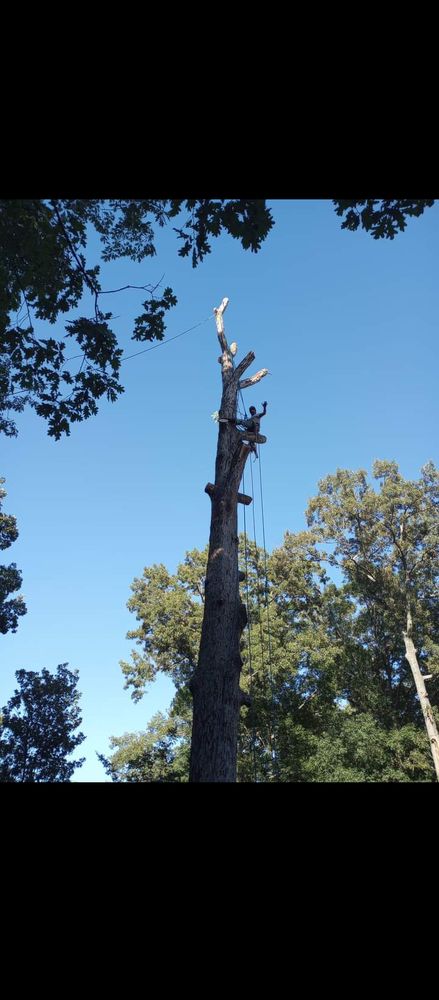 MILLERS TREE SERVICE - Updated May 2025 - Little Rock, Arkansas - Tree ...