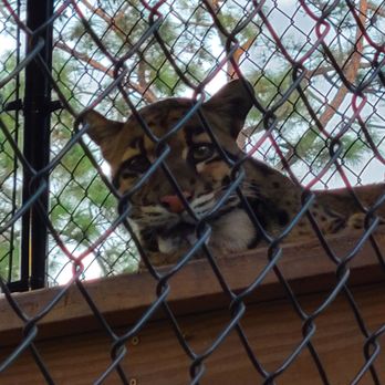 PANTHER RIDGE CONSERVATION CENTER - Updated May 2024 - 300 Photos & 116 ...