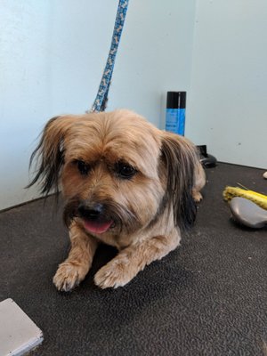 RUFF FLUFF MOBILE DOG GROOMING - Updated July 2025 - 31 Photos ...