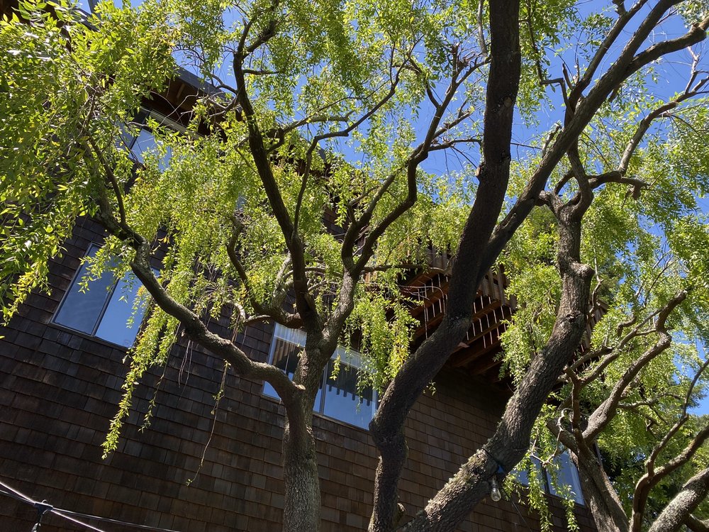 CLEMENTS TREE SERVICE - Updated December 2025 - 19 Photos & 31 Reviews ...