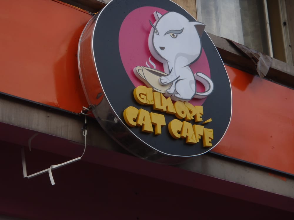 GILMORE CAT CAFÉ - Updated August 2024 - 6 Xavier Hills Condominium ...