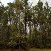SABINE NATIONAL FOREST - 53 Photos - Hiking - 5050 Hwy 21 E, Hemphill ...
