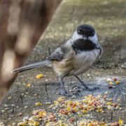 STIGLMEIER PARK - 176 Photos & 33 Reviews - 500 Losson Rd, Cheektowaga ...