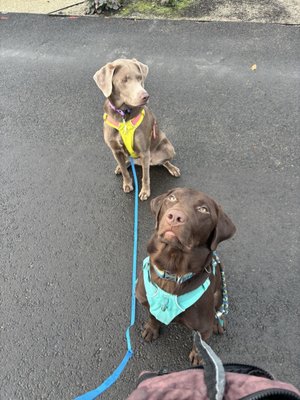 OREGON DOG RESCUE - Updated December 2025 - 50 Photos & 99 Reviews ...