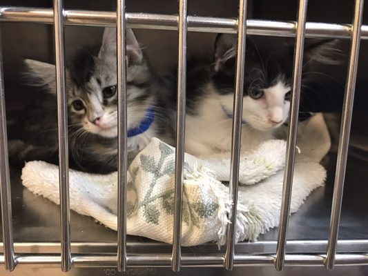 SPCA FLORIDA - 67 Photos & 32 Reviews - Animal Shelters - 5850 Brannen ...