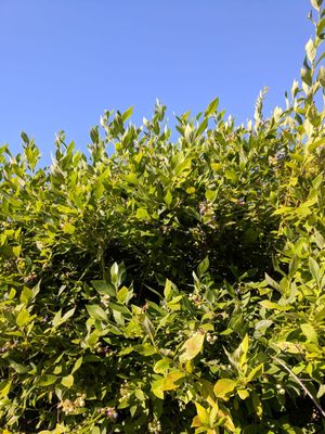 BLUEBERRY PARK - Updated August 2025 - 11 Reviews - 7417 E D St, Tacoma ...