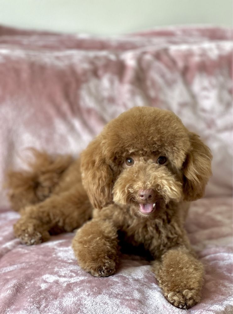 ALOHA DOG - Updated September 2025 - 213 Photos & 96 Reviews - 525B ...