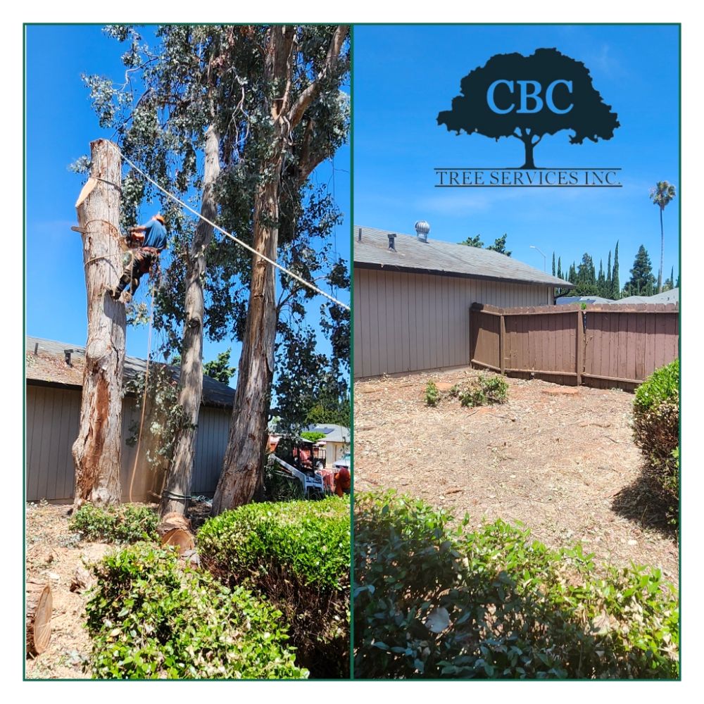 CBC TREE SERVICES INC - Updated October 2025 - 264 Photos & 99 Reviews ...