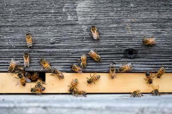 MESSNER BEE FARM - Updated June 2026 - 61 Photos & 11 Reviews - 8301 ...