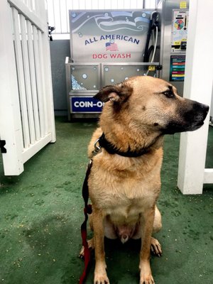 ALL AMERICAN COIN-OPERATED DOG WASH - Updated May 2025 - 3768 Rosecrans ...